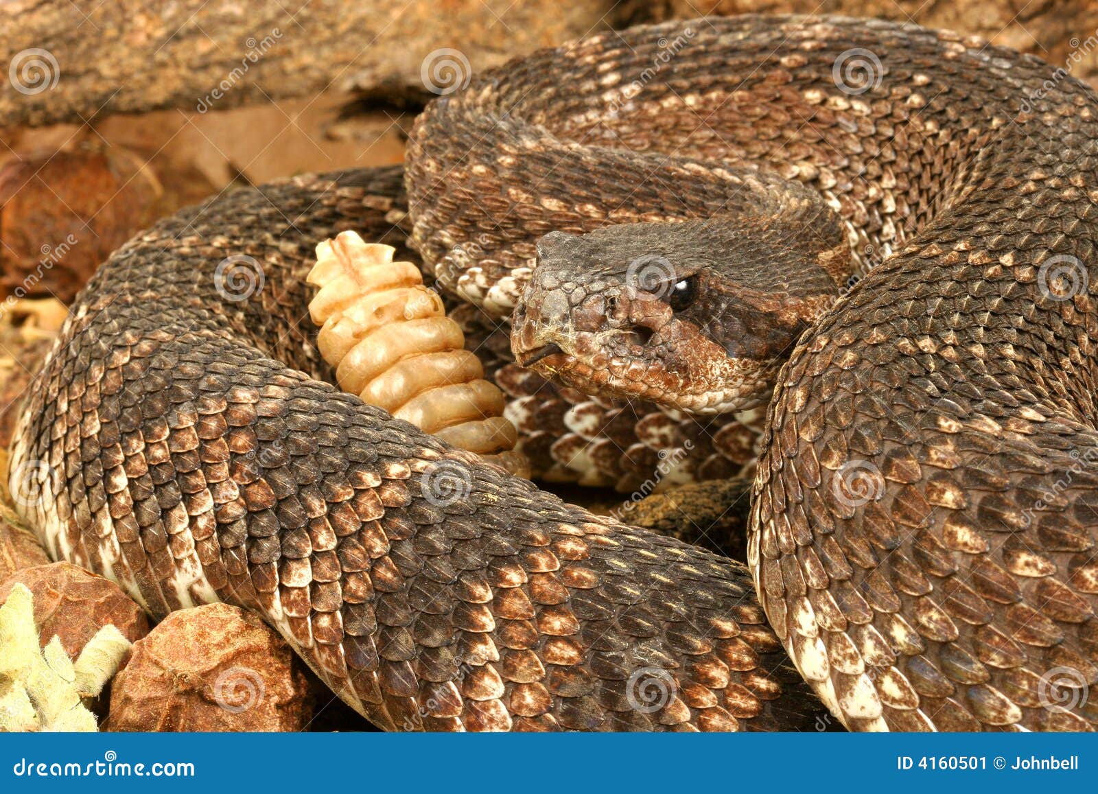 Southern Pacific Rattlesnake (Crotalus Viridis Hel Stock Image - Image ...