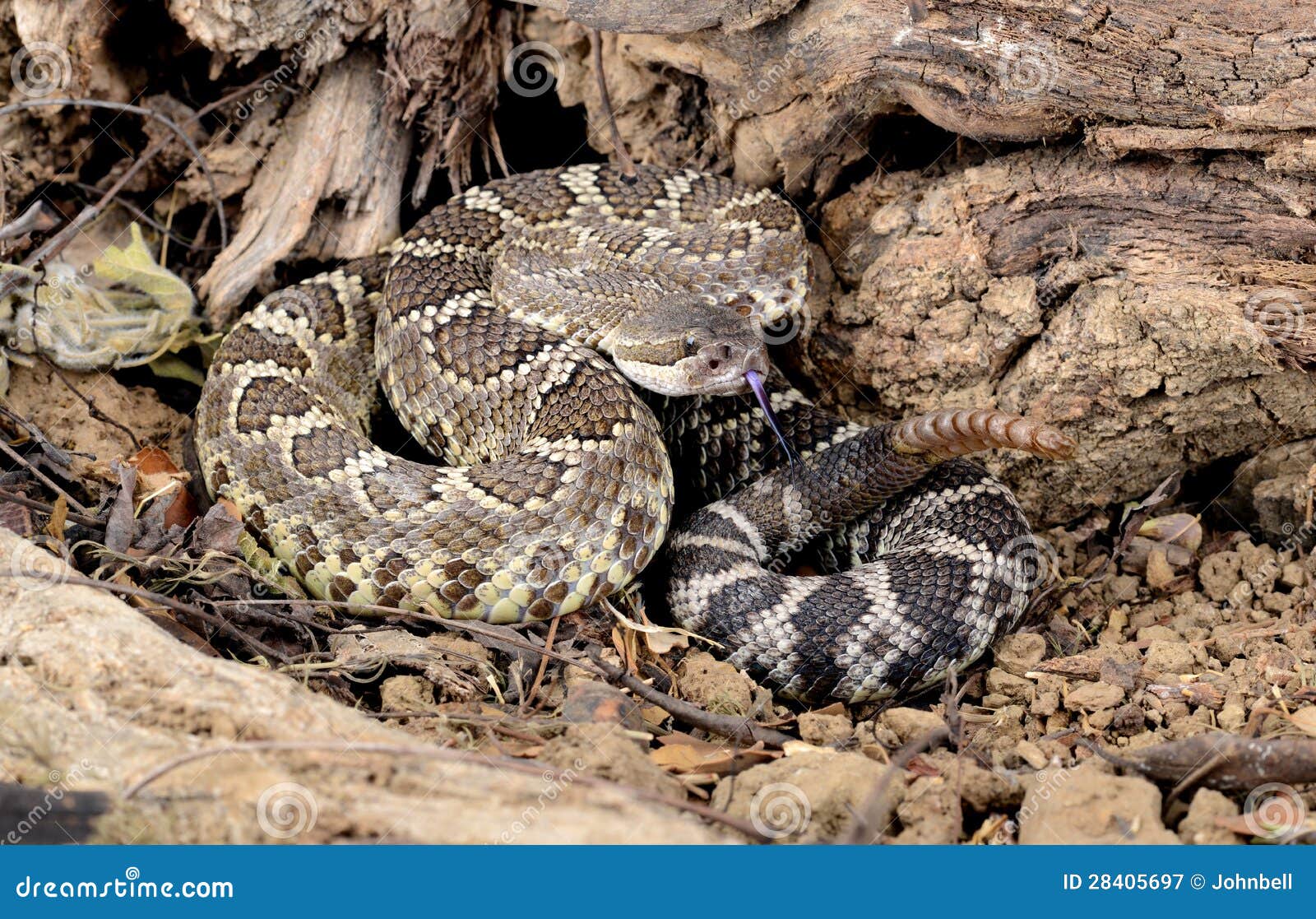Southern Pacific Rattlesnake (Crotalus Viridis Helleri). Stock Image ...