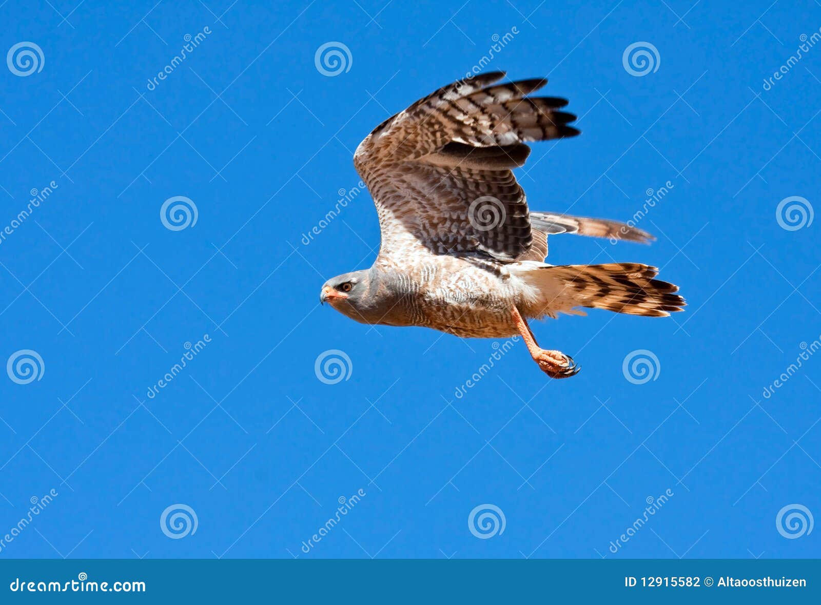 Southern Pale Chanting Goshawk Stock Photo - Image of blue, feet: 12915582
