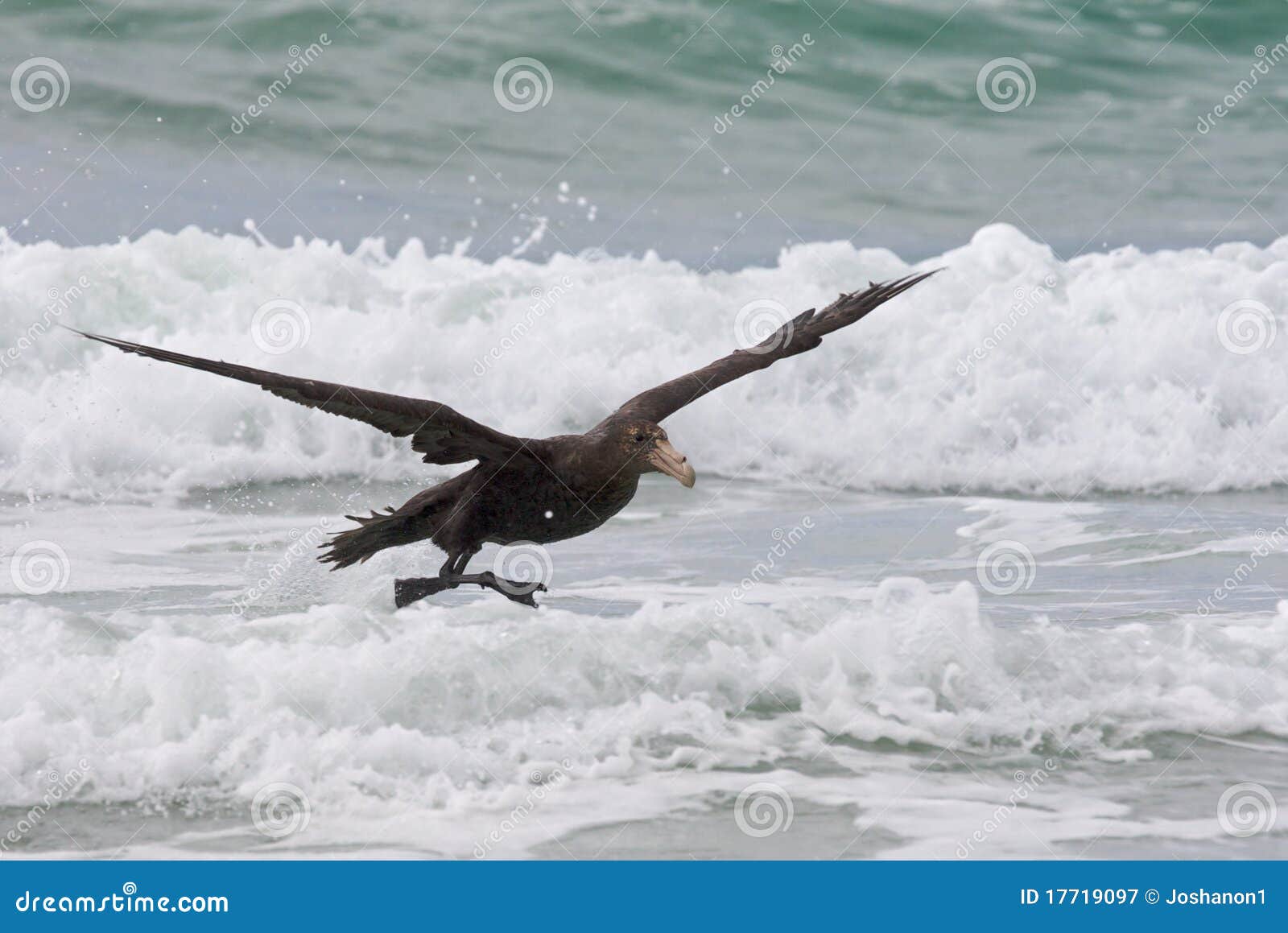 Southern Petrel at the Beach Stock Image - Image of saunders, outside ...