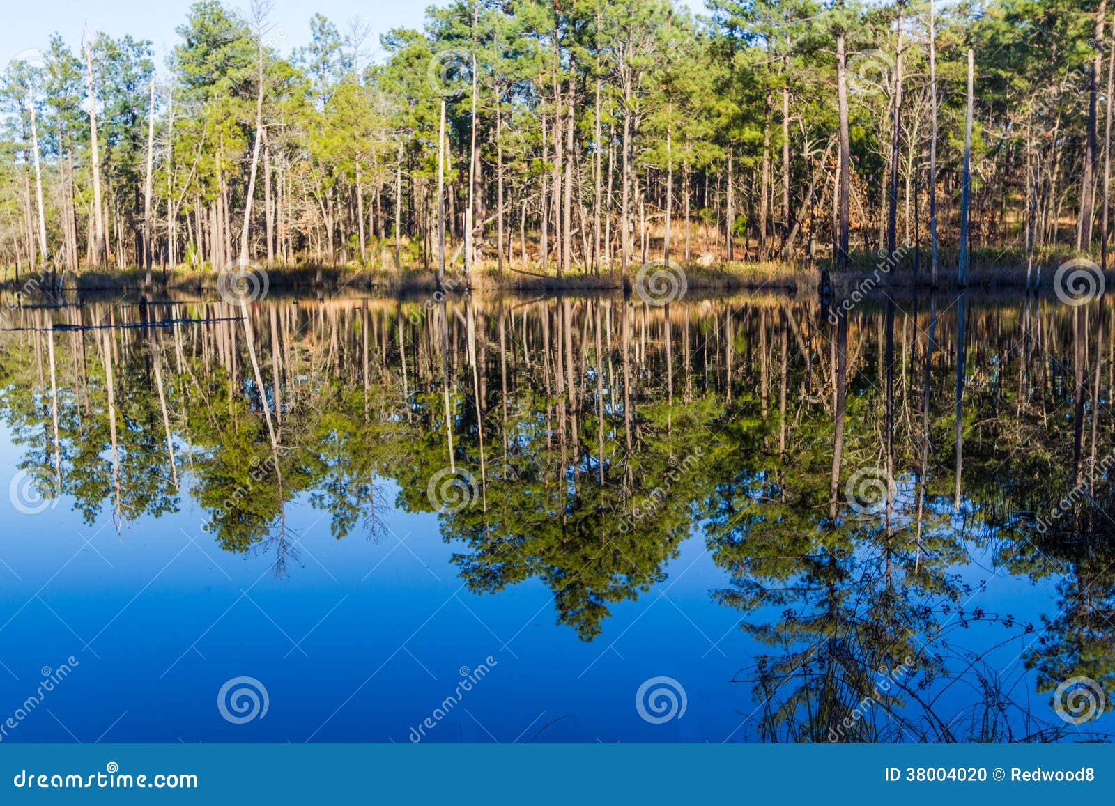 Southern Pine Tree Forest Reflection Stock Photo - Image of reflect ...