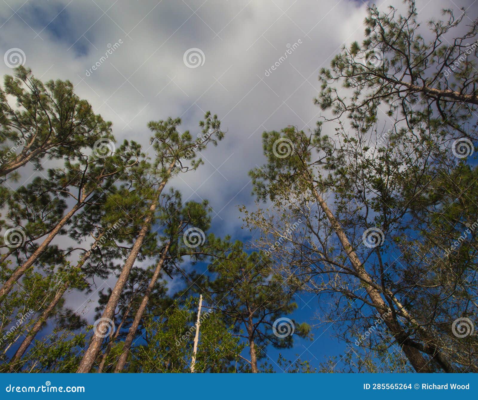 Southern Pine Trees, Fort Pierce, Florida Stock Photo - Image of fort ...