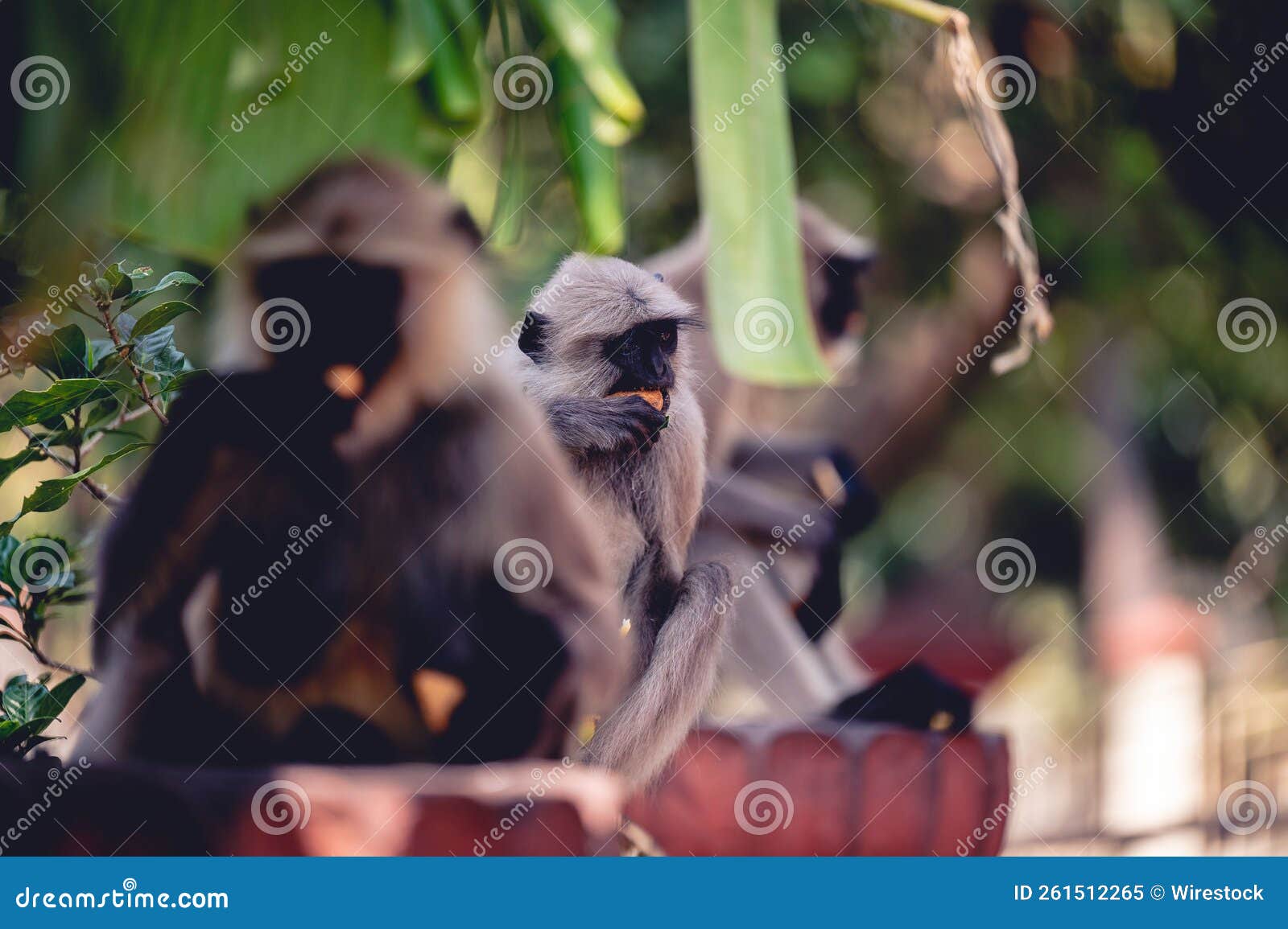 Southern Plains Gray Langur & X28;Semnopithecus Dussumieri& X29 ...