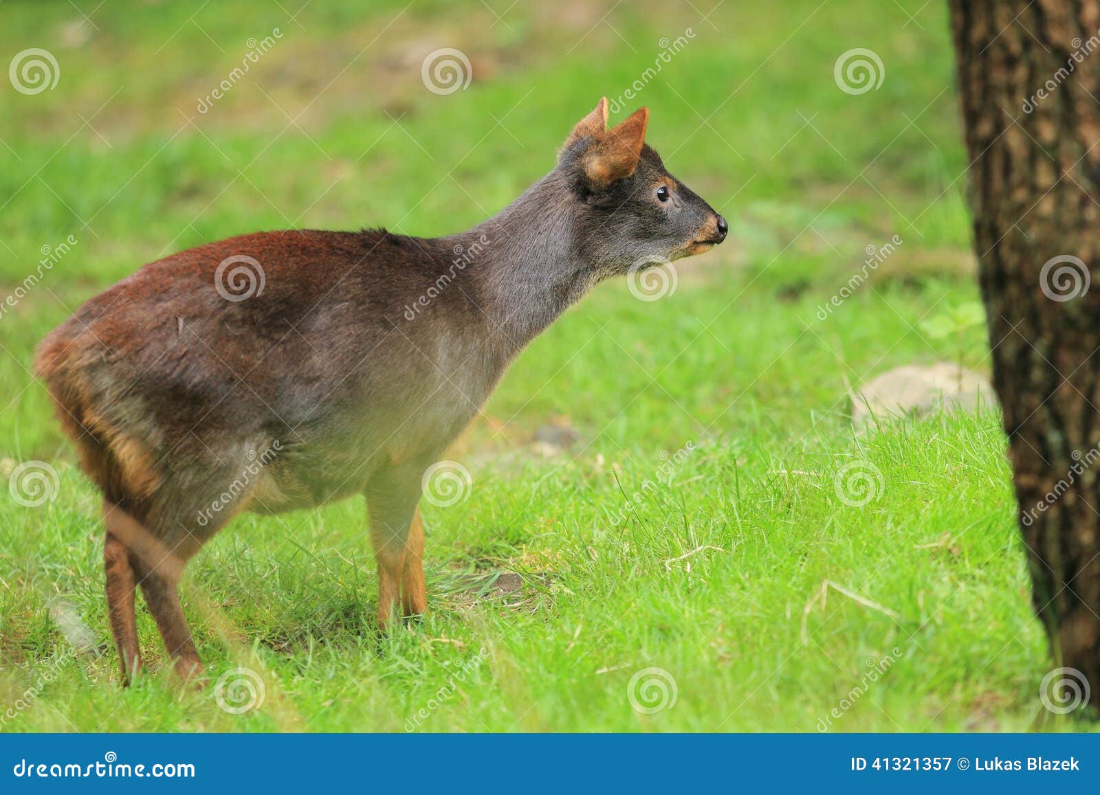 Southern pudu stock image. Image of smallest, nature - 41321357