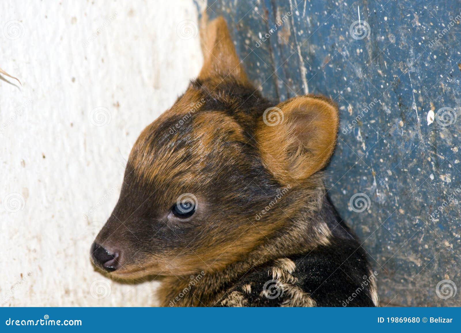 Baby Pudu