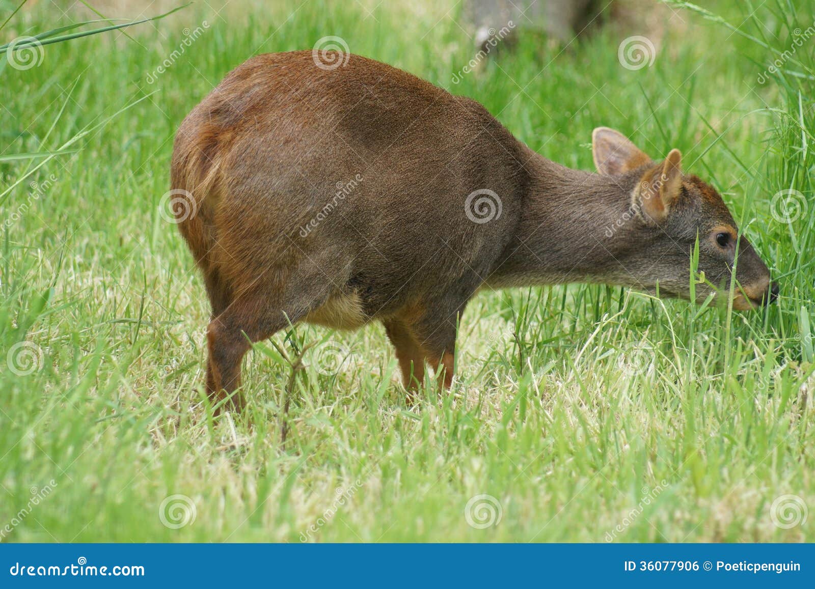 Southern Pudu - Pudu puda stock photo. Image of south - 36077906