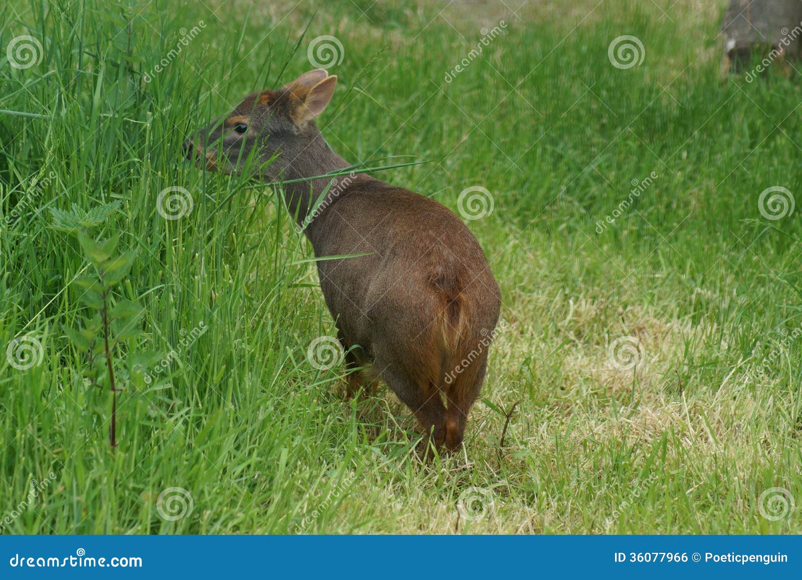 Southern Pudu - Pudu puda stock photo. Image of animalia - 36077966