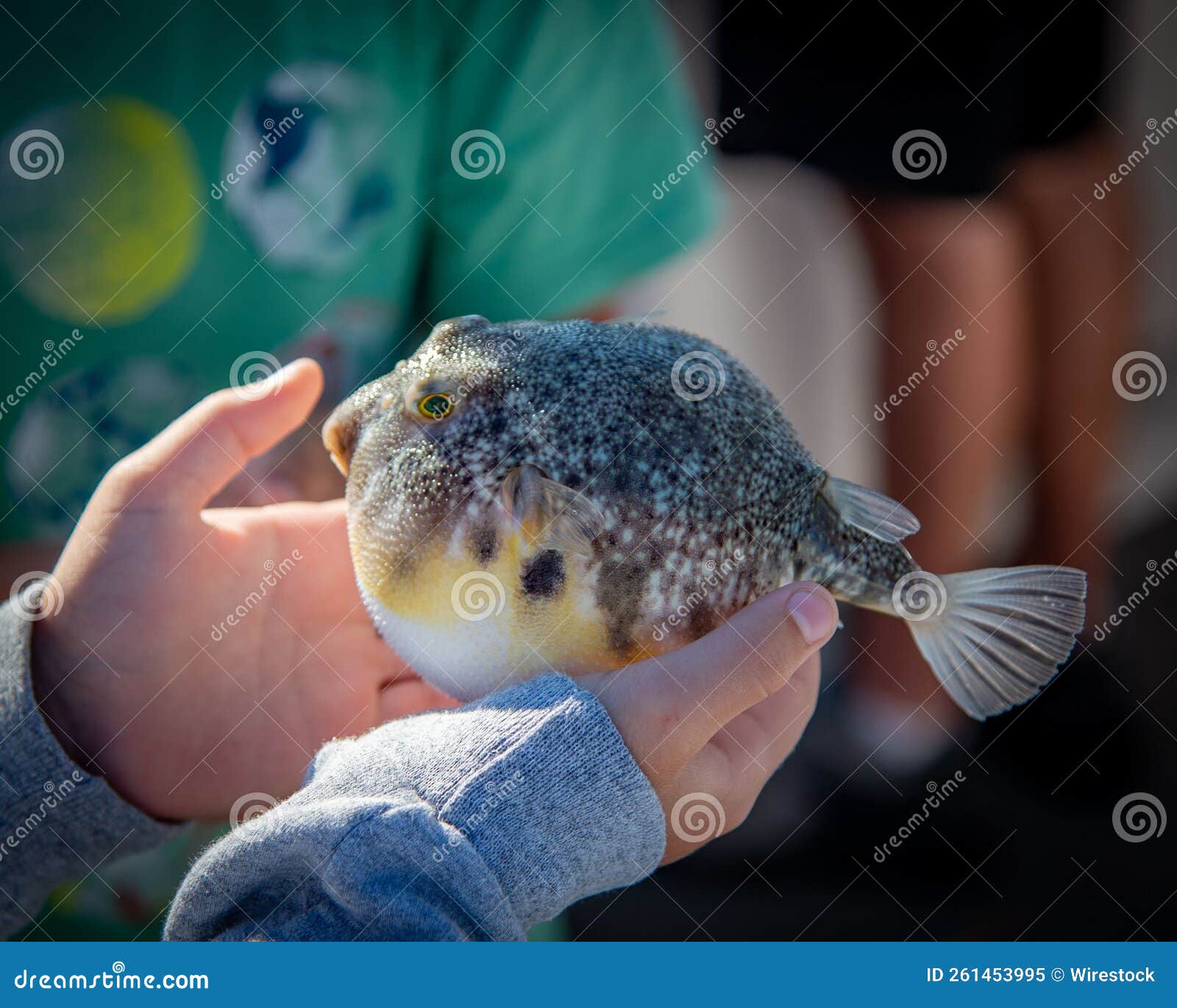 Southern Puffer Fish in the Hands of a Person Stock Image - Image of ...