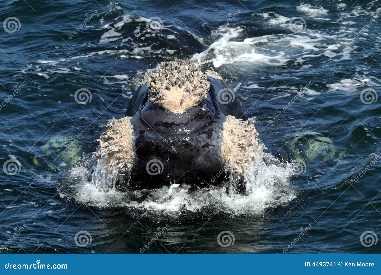 Southern R Whale Callosities Stock Image - Image of tail, watching: 4493741