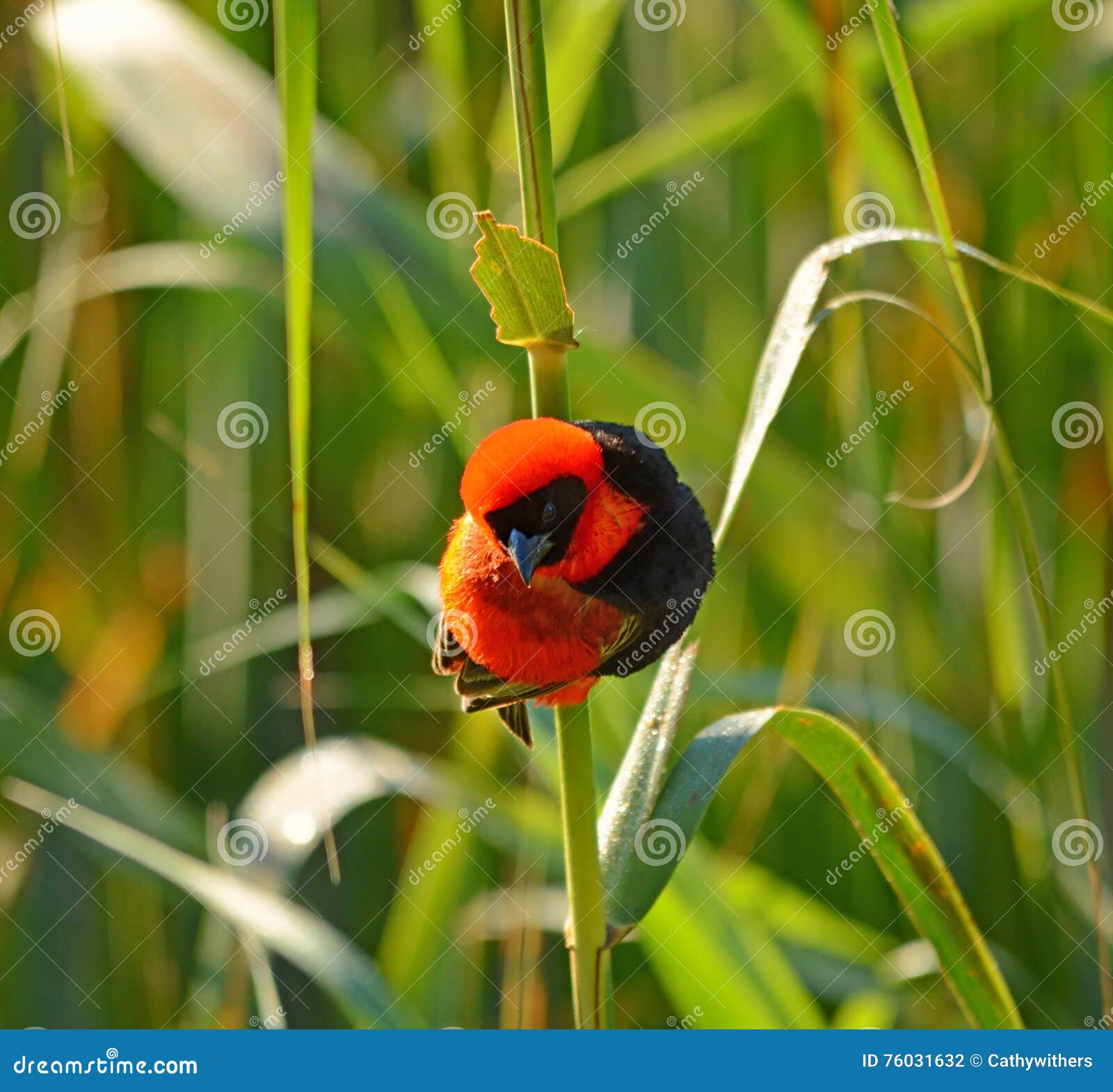 Southern Red Bishop stock photo. Image of southern, colourful - 76031632