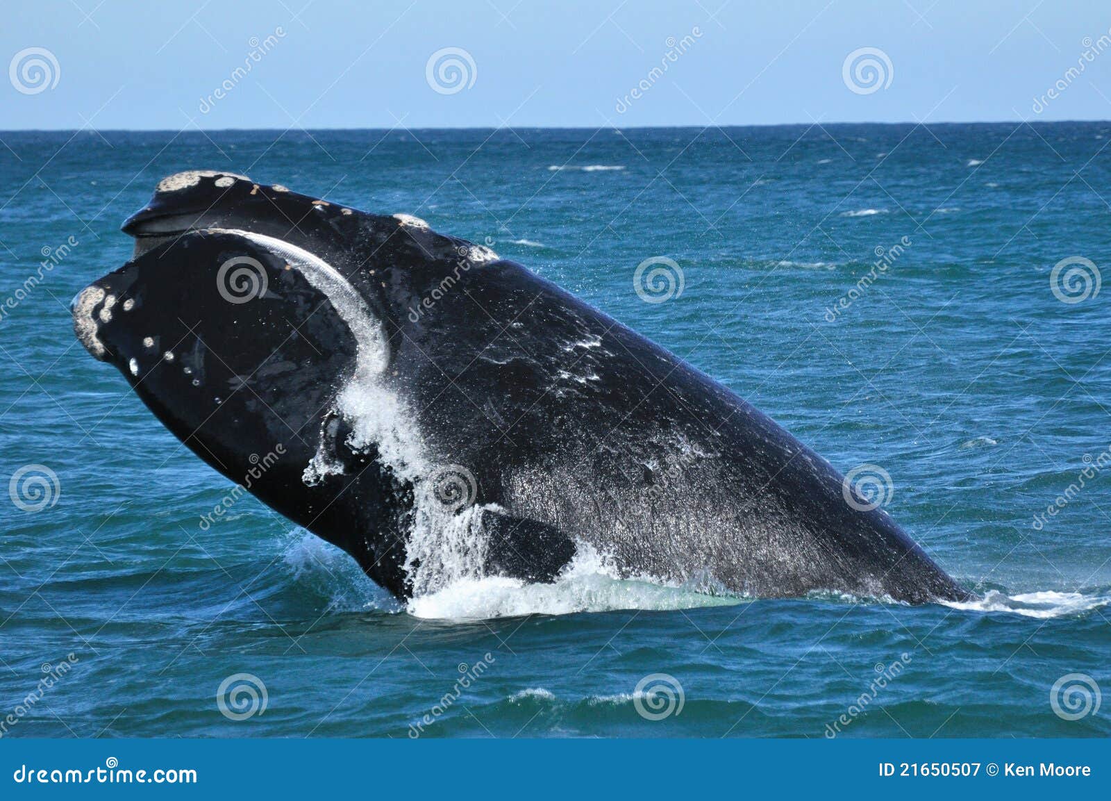 Southern right head slam stock image. Image of right - 21650507