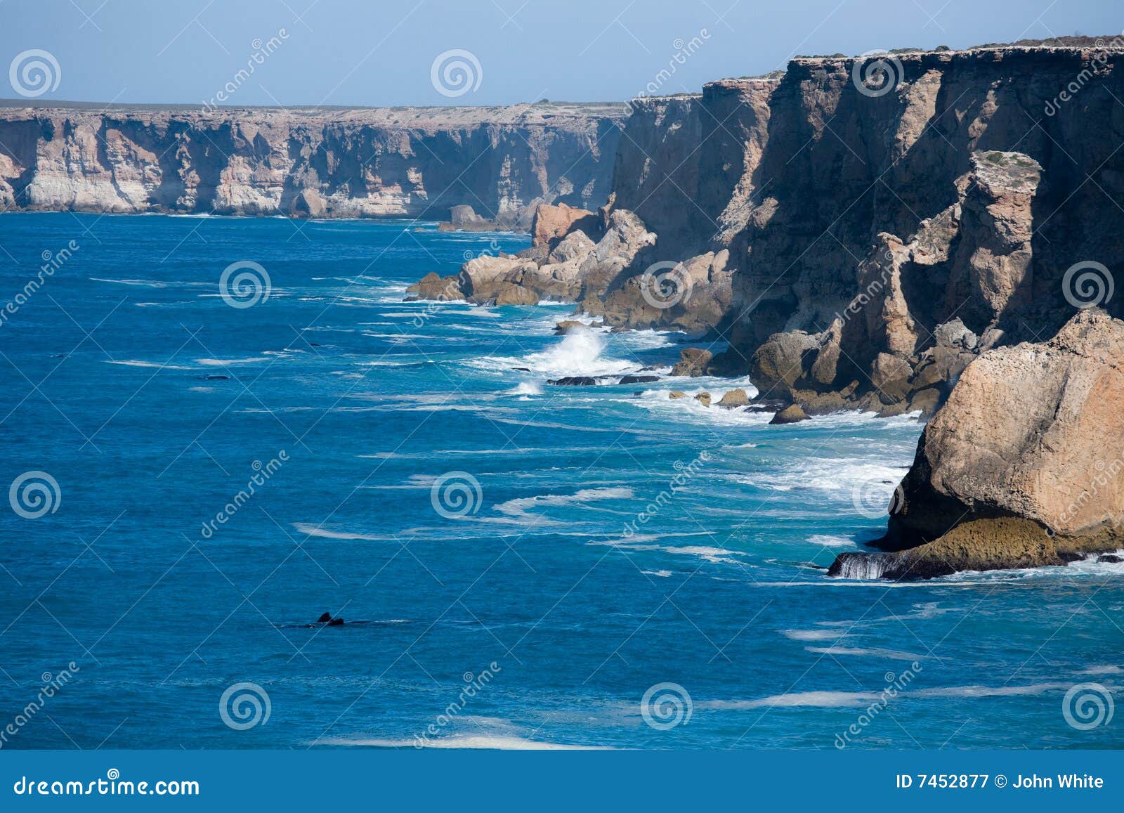 Southern Right Whale Bunda Cliffs Nullarbor Plain Stock Image - Image ...