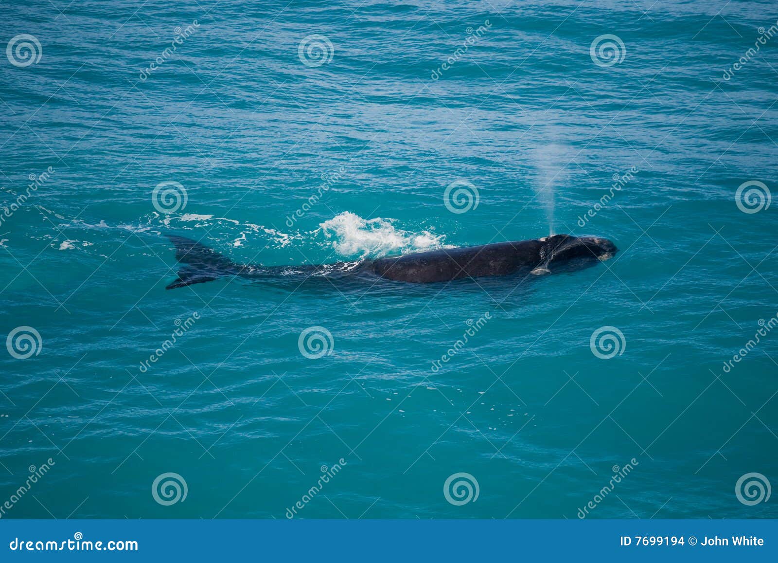 Southern Right Whale Nullarbor Plain South Austral Stock Photo - Image ...