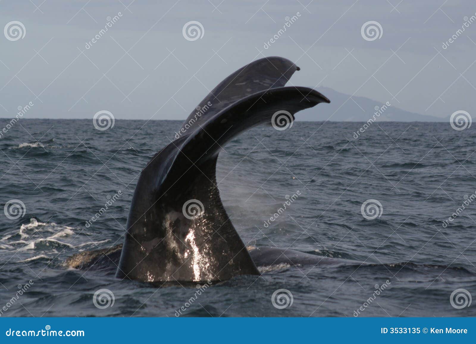 Southern right whale tail stock image. Image of tail, boat - 3533135