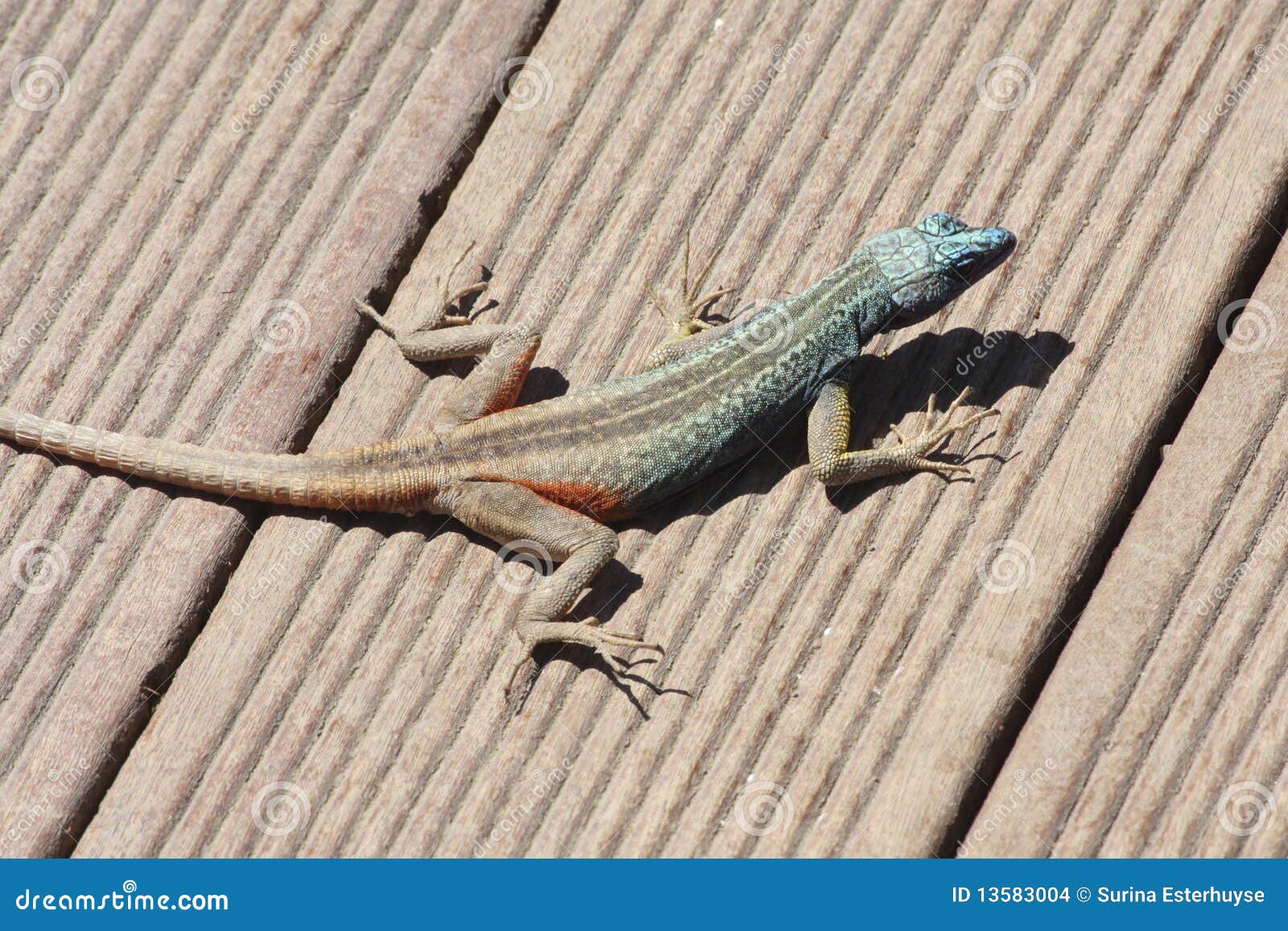 Southern rock agama stock photo. Image of rock, south - 13583004