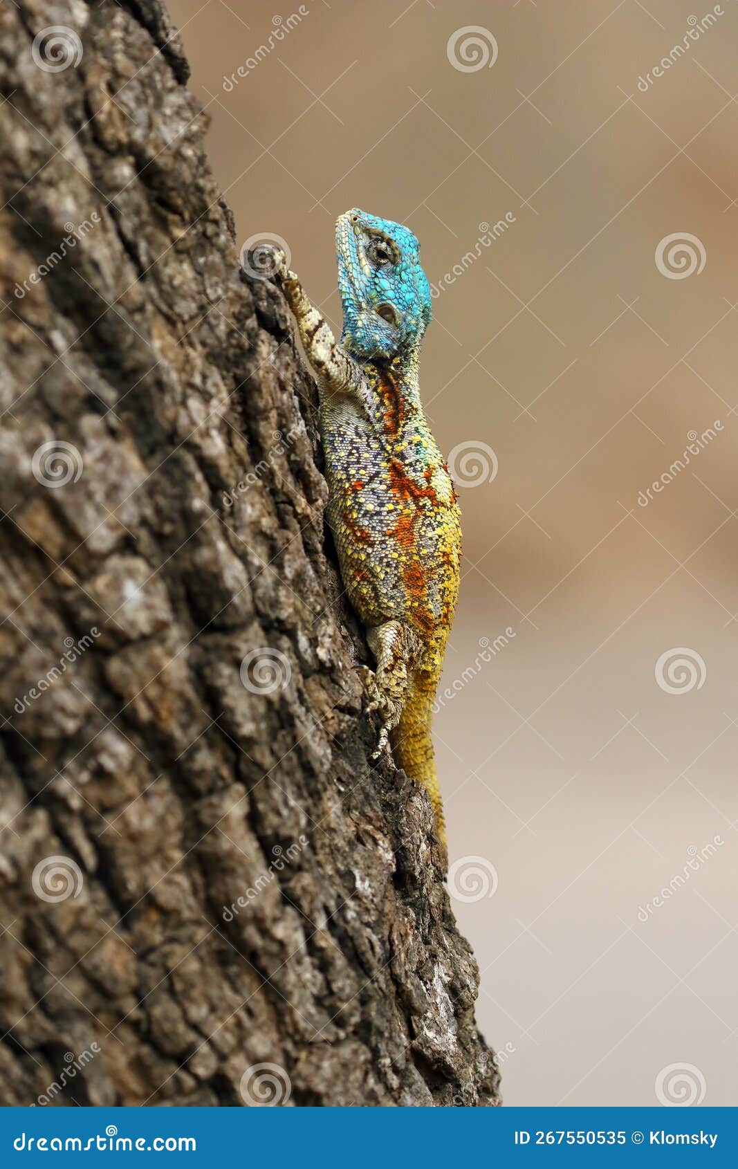 The Southern Rock Agama or Southern African Rock Agama Agama Atra on ...
