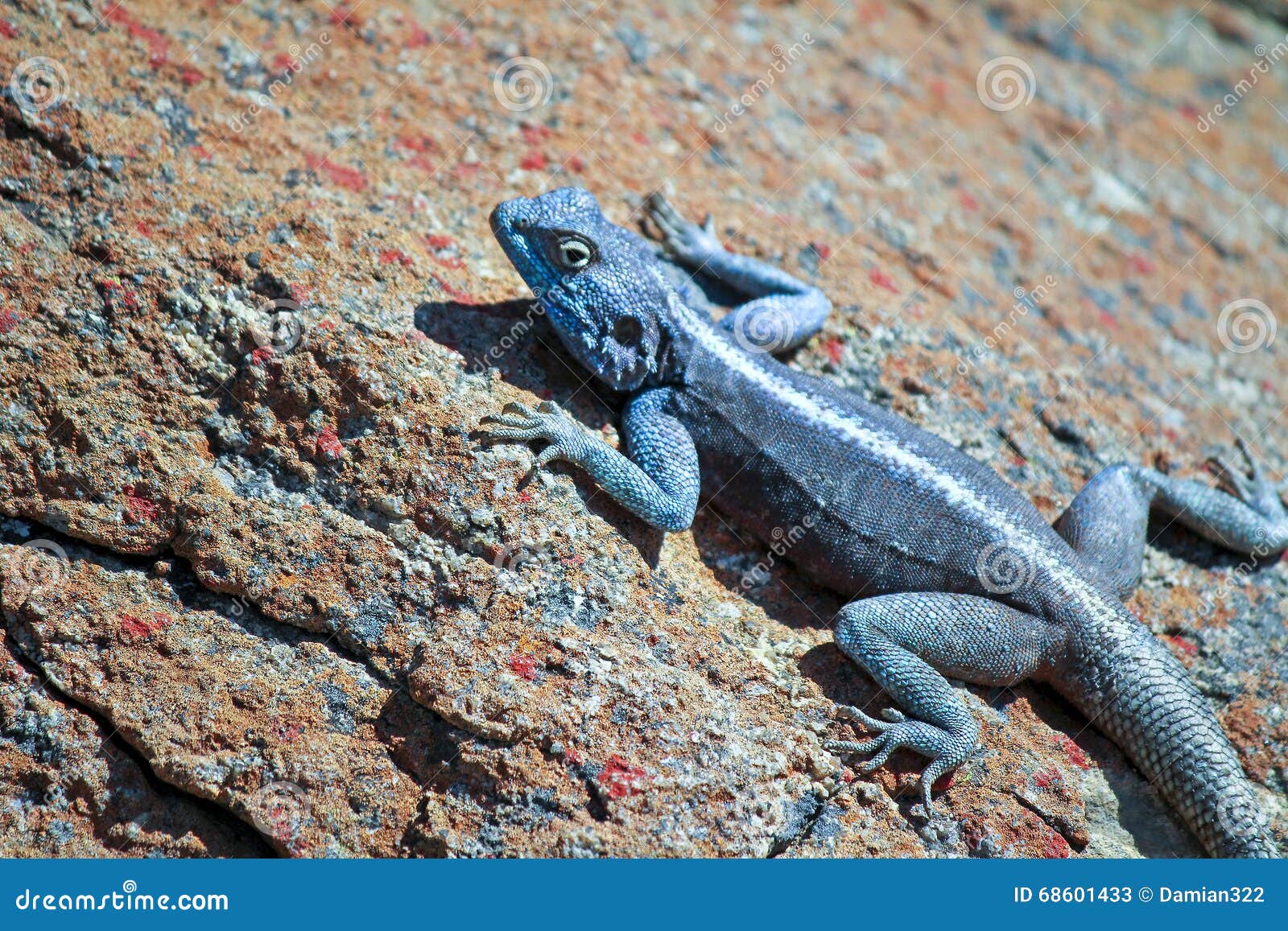 Southern Rock Agama Lizard, Namibia Stock Image - Image of head, falls ...
