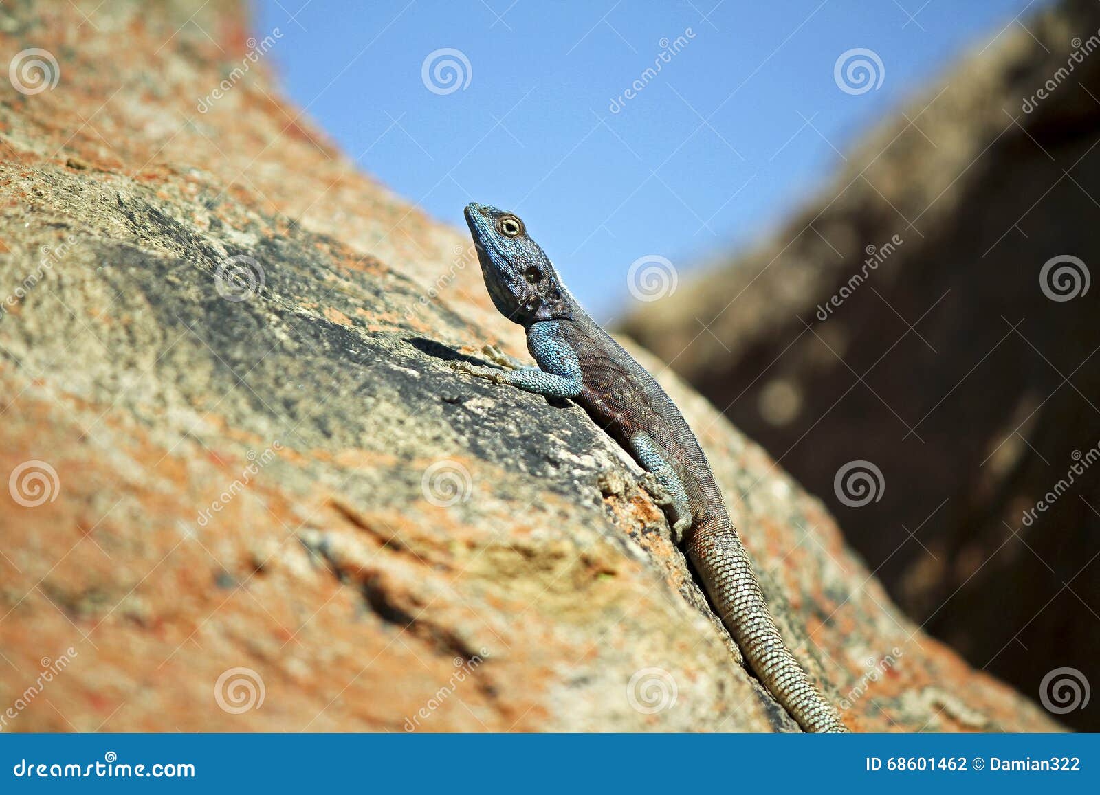 Southern Rock Agama Lizard, Namibia Stock Photo - Image of cape, garden ...