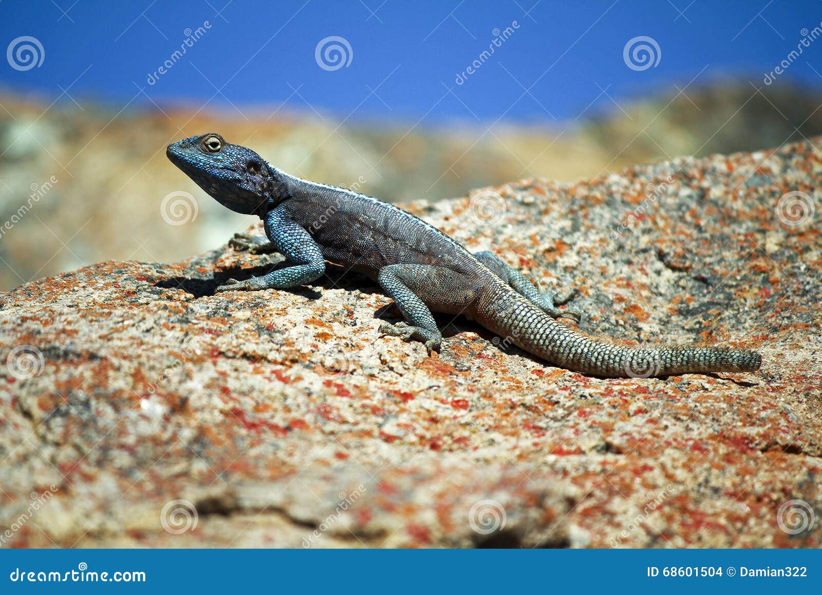 Southern Rock Agama Lizard, Namibia Stock Photo - Image of claws, agama ...