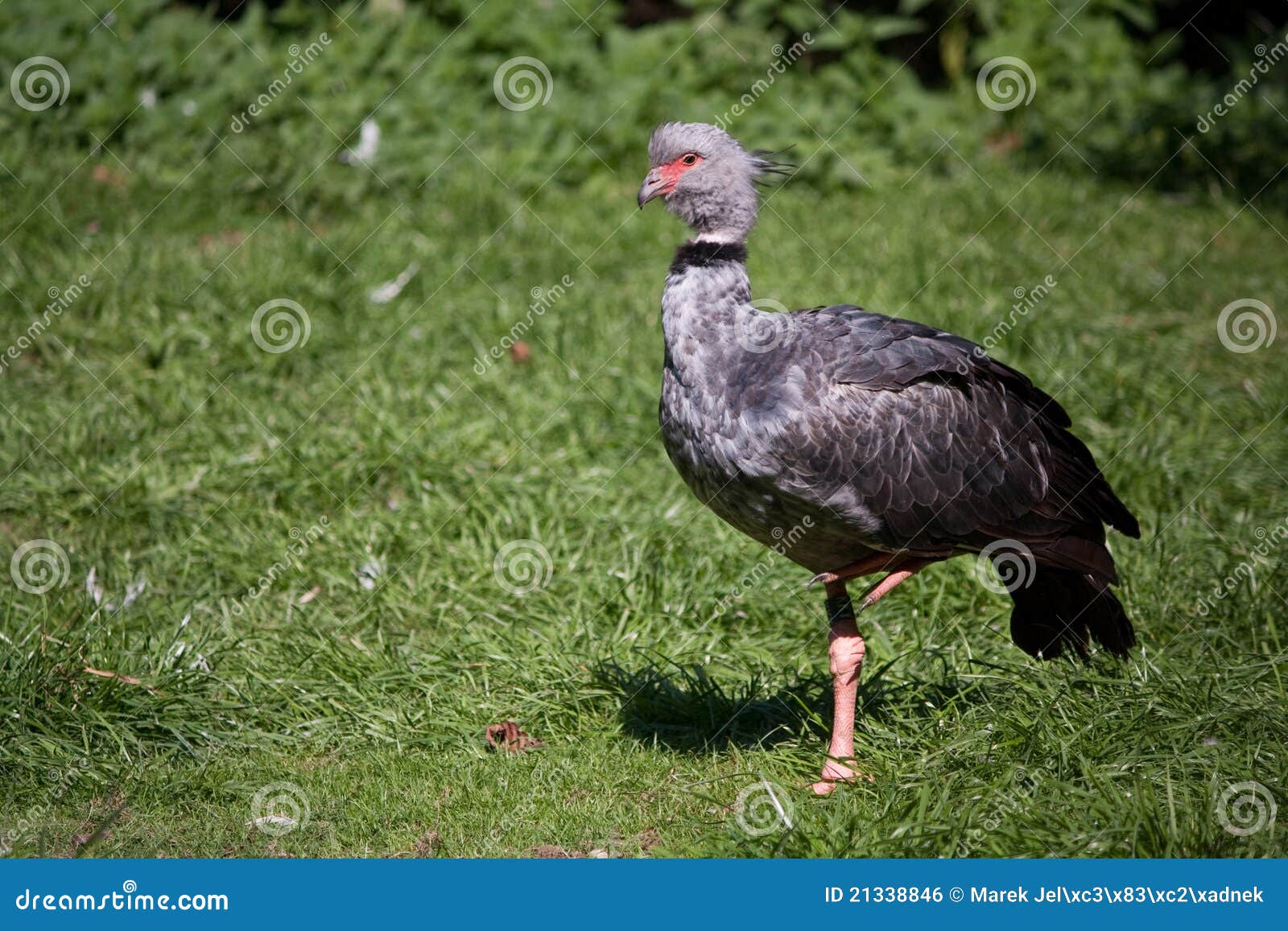 Southern Screamer stock photo. Image of screamer, staying - 21338846