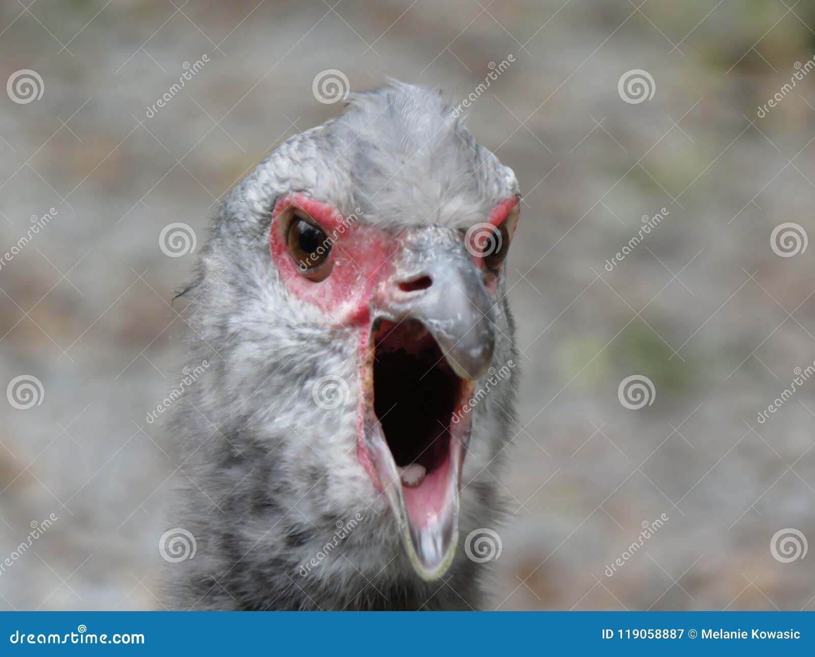 The southern screamer stock image. Image of head, animal - 119058887
