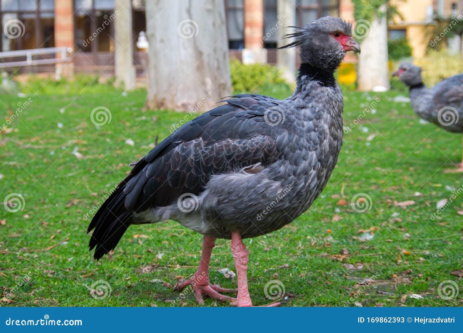 Southern Screamer, Chauna Torquata Stock Image - Image of america ...