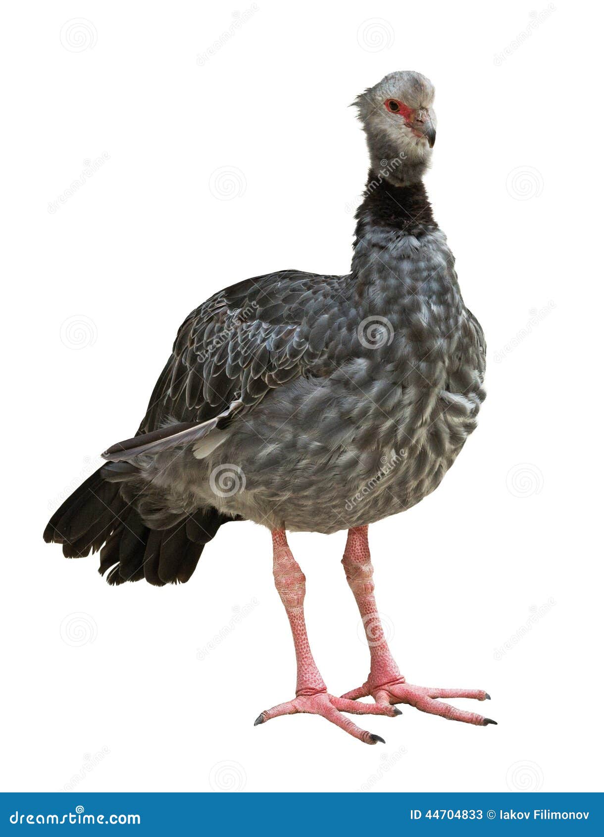 Southern screamer stock image. Image of screamer, south - 44704833