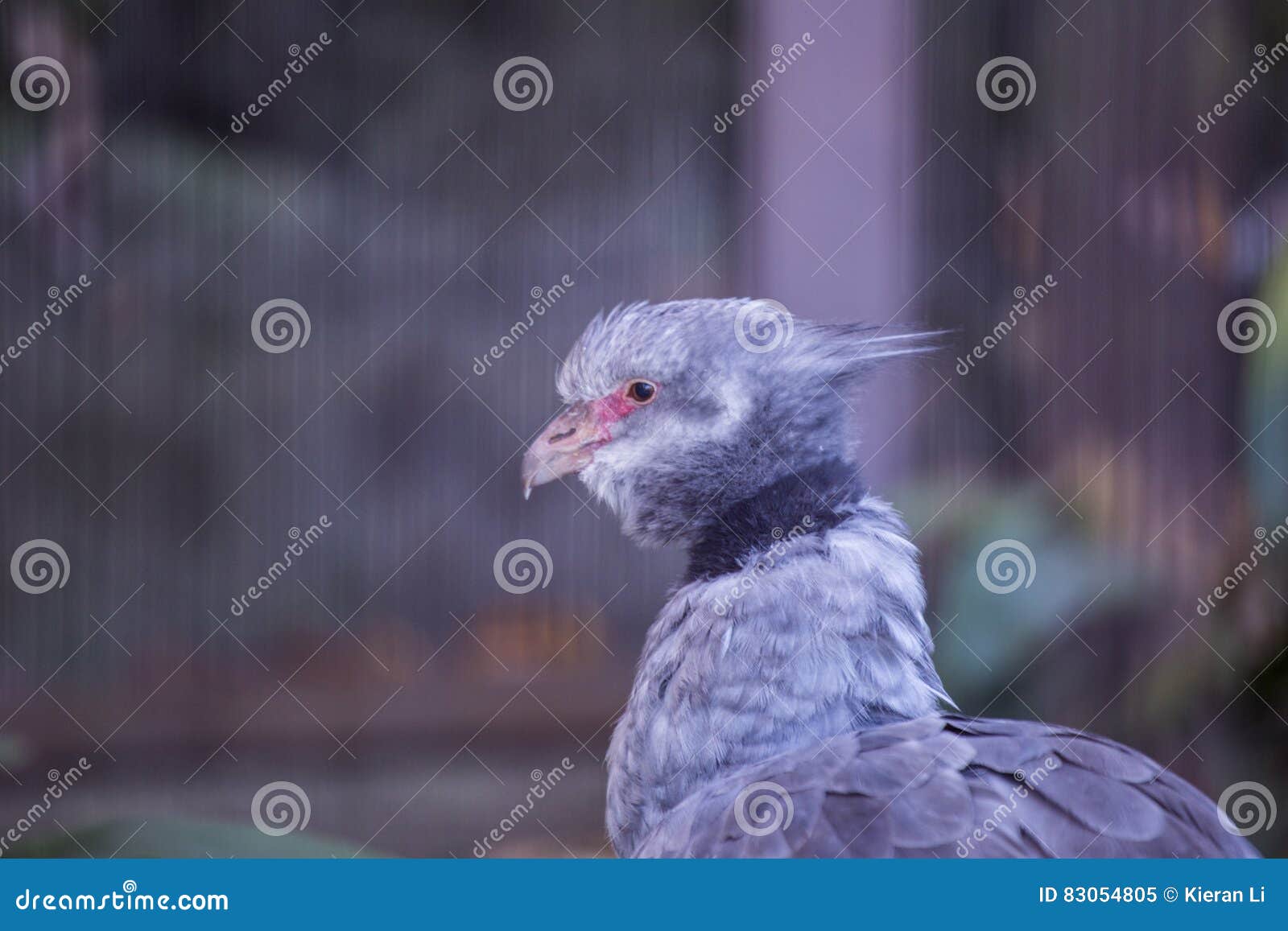 Southern Screamer Chauna Torquata Stock Image - Image of large ...