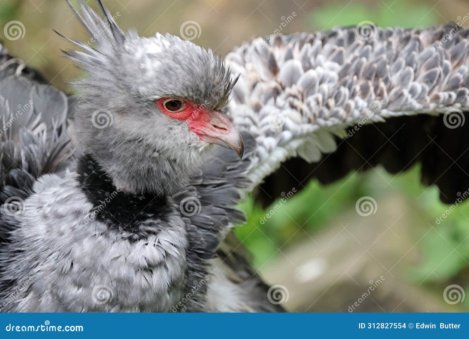 The Southern Screamer (Chauna Torquata) Stock Photo - Image of animal ...