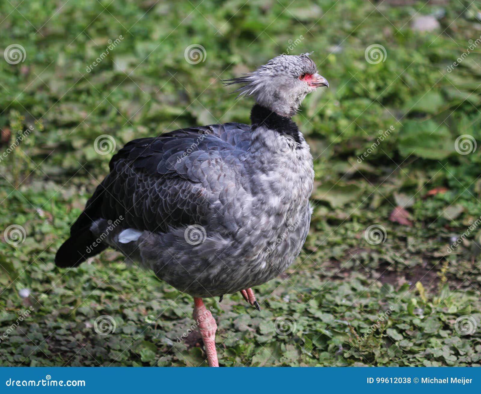 Southern screamer stock photo. Image of head, american - 99612038