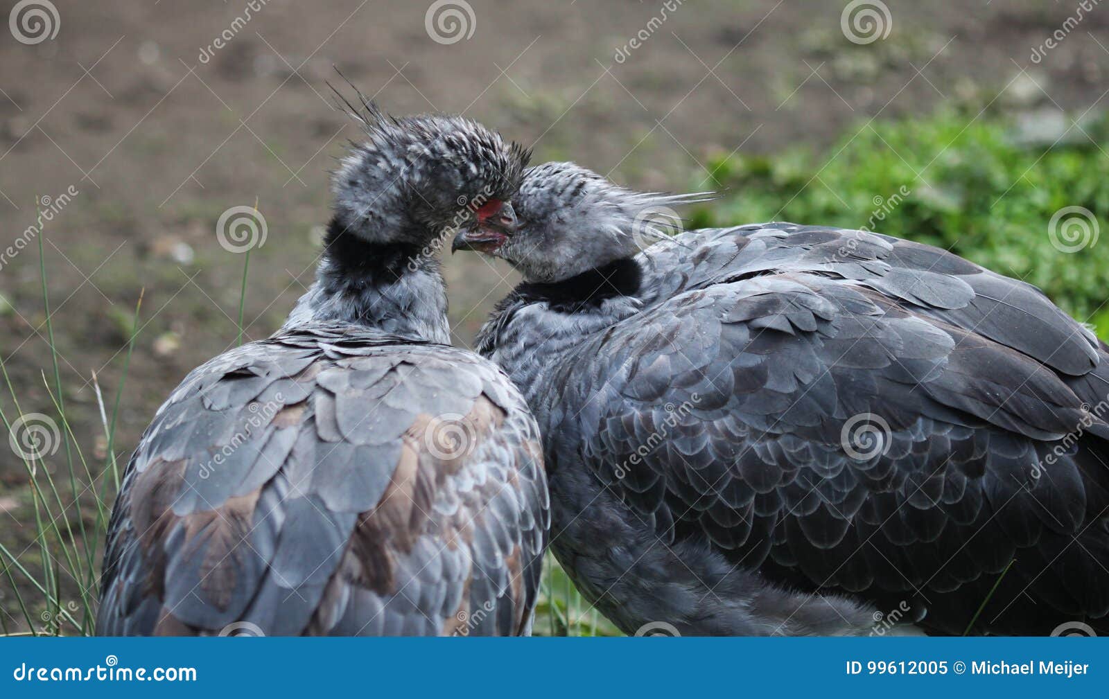 Southern screamer stock image. Image of crested, green - 99612005