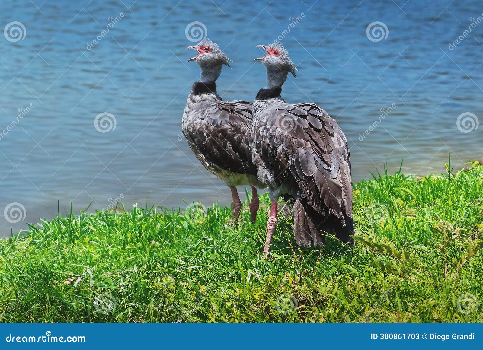 Southern Screamer Pair Screaming Stock Image - Image of fauna, chauna ...