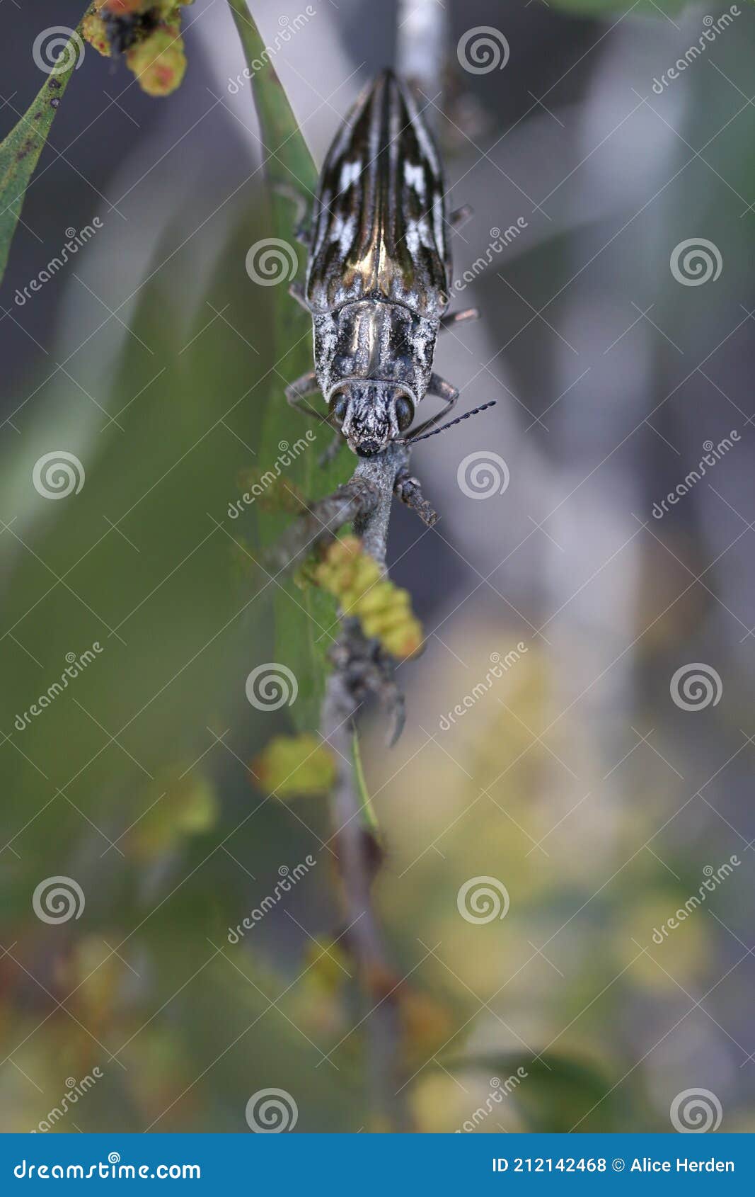 Southern Sculptured Pine Borer Stock Photo - Image of insects, pine ...
