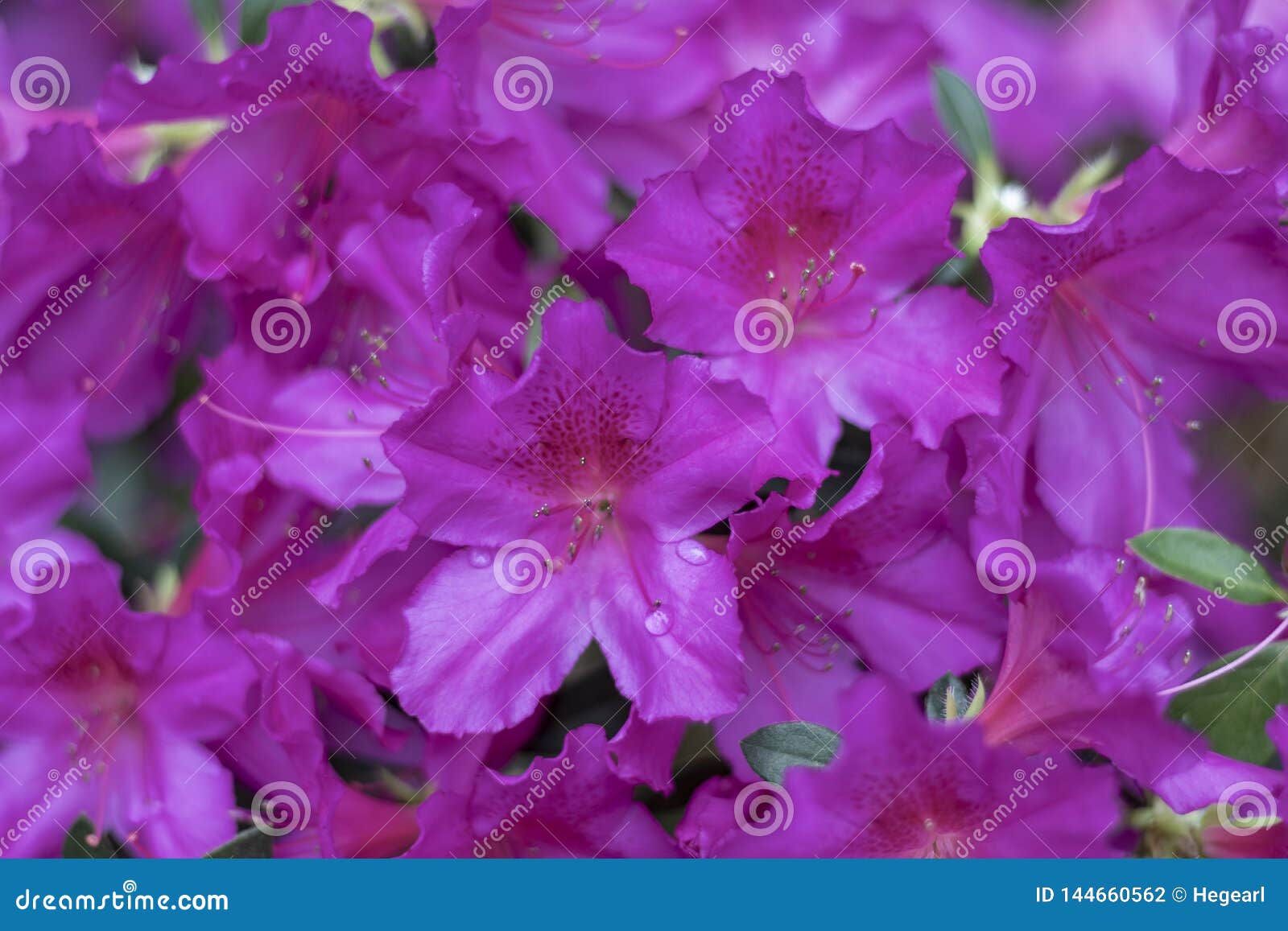 Southern spring azaleas stock photo. Image of garden - 144660562