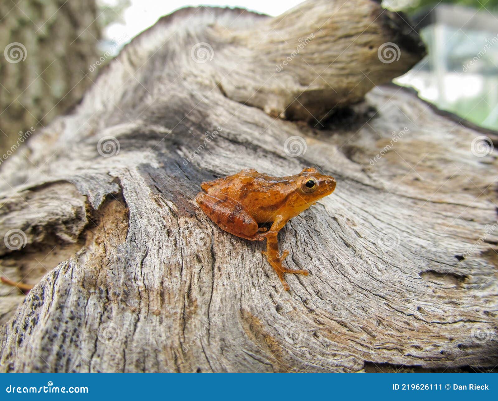 Southern Spring Peeper Pseudacris Crucifer Stock Image - Image of ...