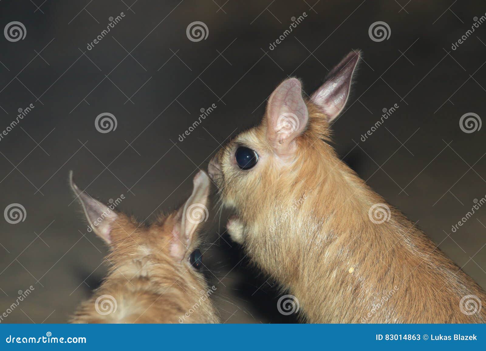 Southern springhare stock image. Image of capensis, nature - 83014863
