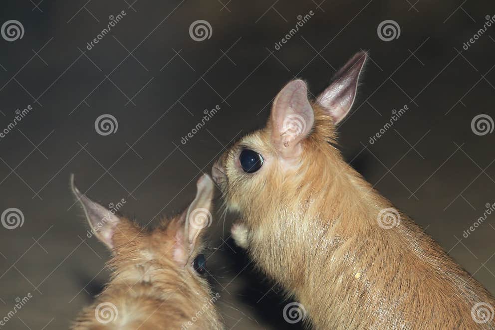 Southern springhare stock image. Image of capensis, nature - 83014863