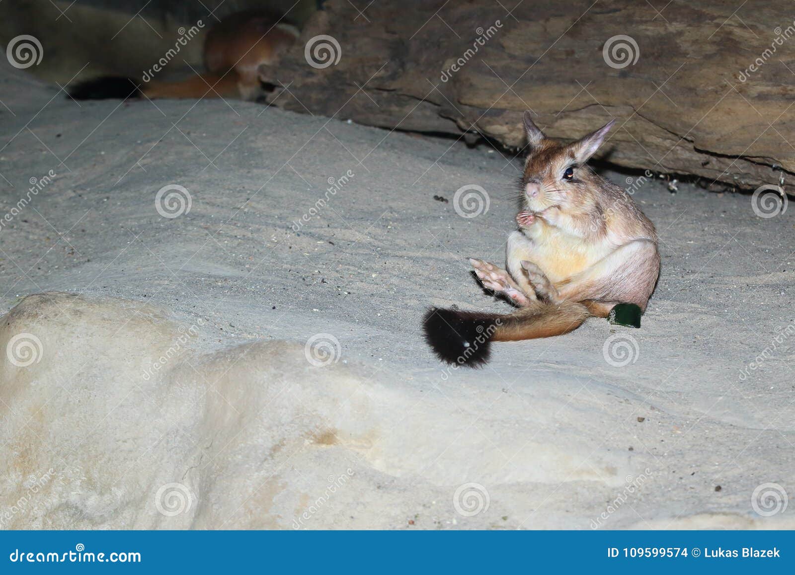 Southern springhare stock photo. Image of nature, pedetes - 109599574