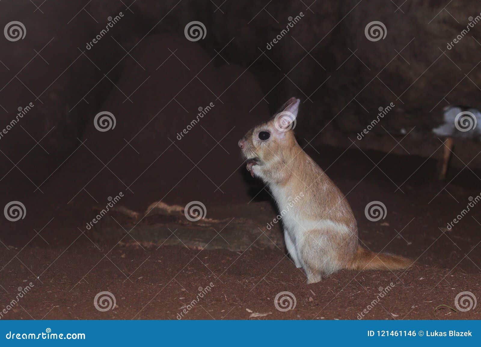 Southern springhare stock photo. Image of mammal, animal - 121461146