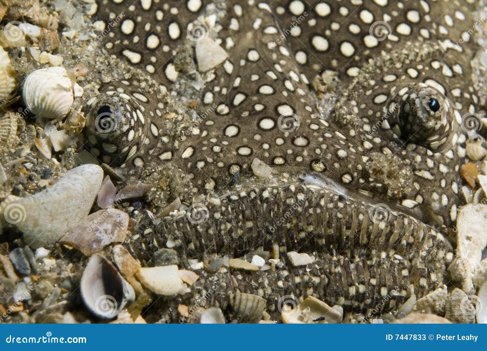 Southern Stargazer stock image. Image of sealife, caribbean - 7447833