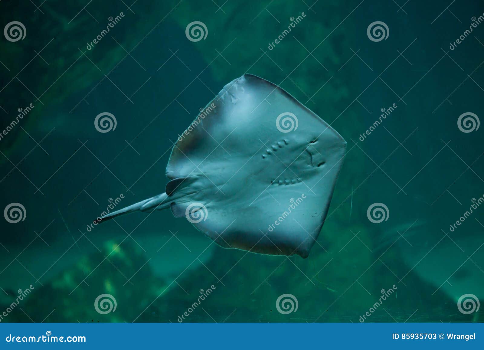 Southern Stingray Dasyatis Americana. Stock Image - Image of animal ...