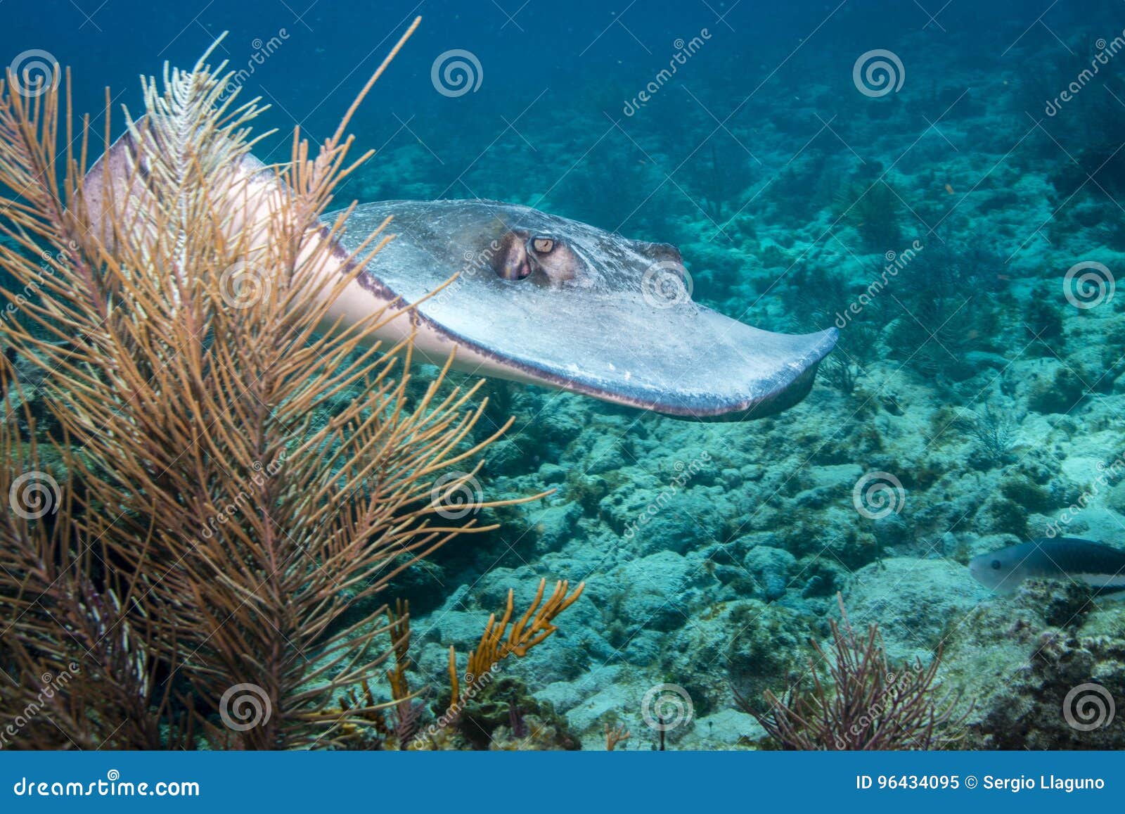 Southern Stingray stock image. Image of americana, underwater - 96434095