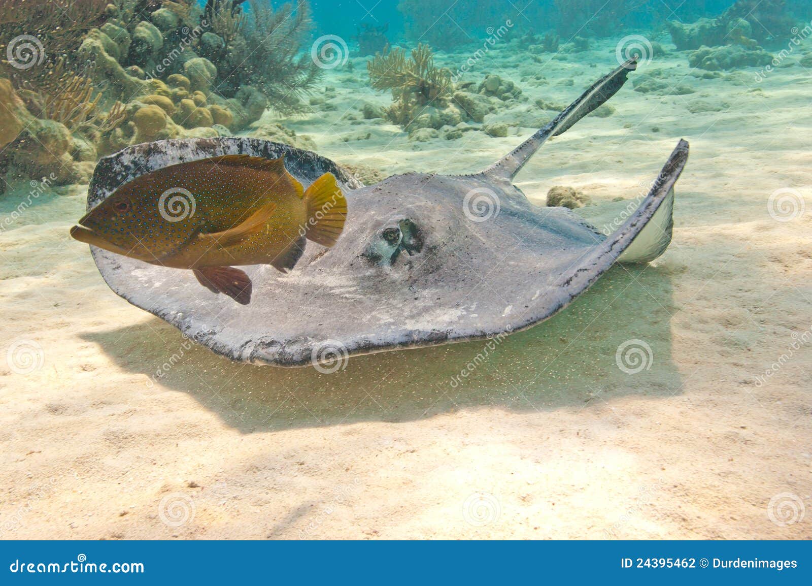 Southern stingray and fish stock photo. Image of hunting - 24395462