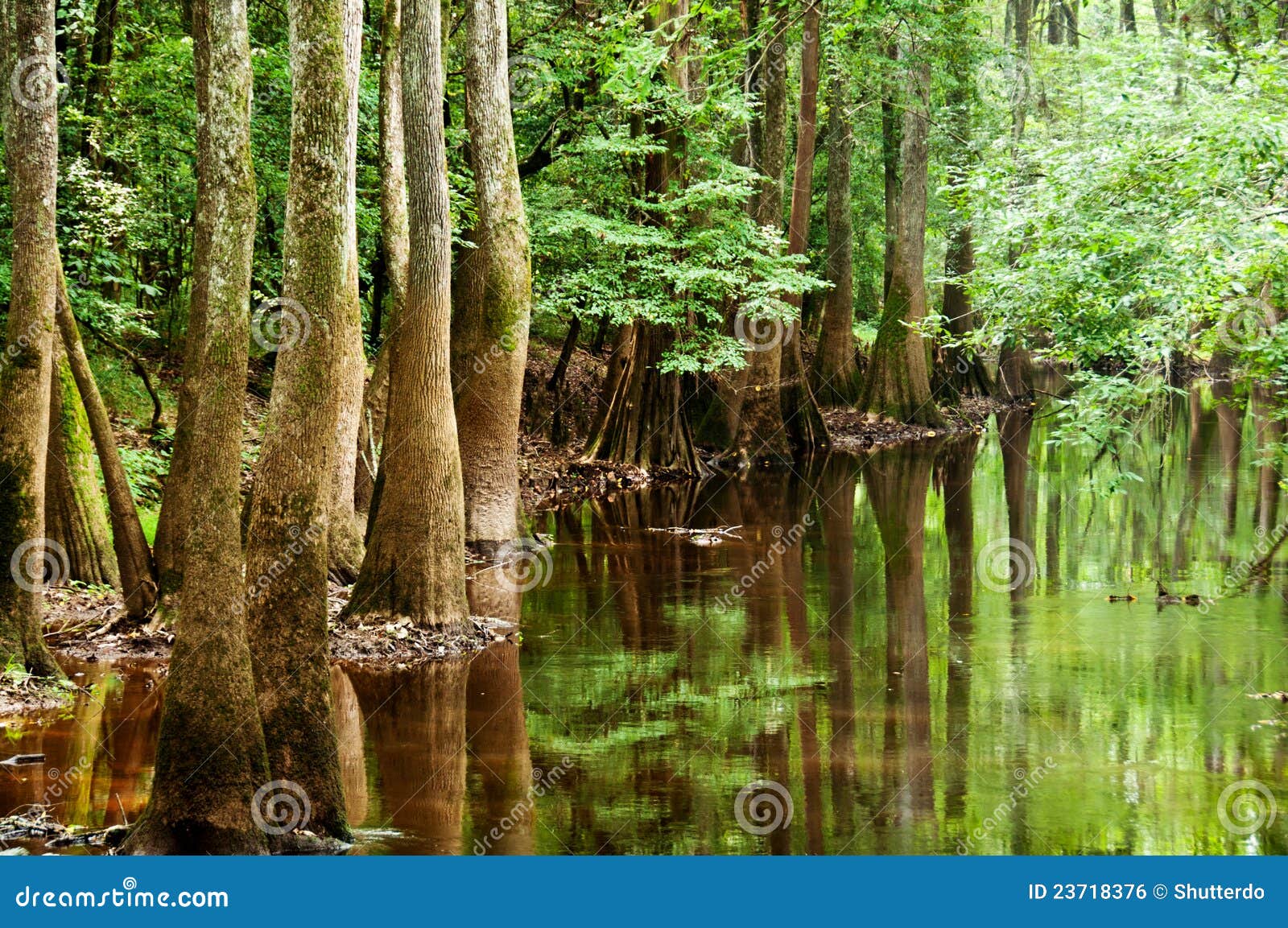 Southern Swampland stock photo. Image of park, creek - 23718376