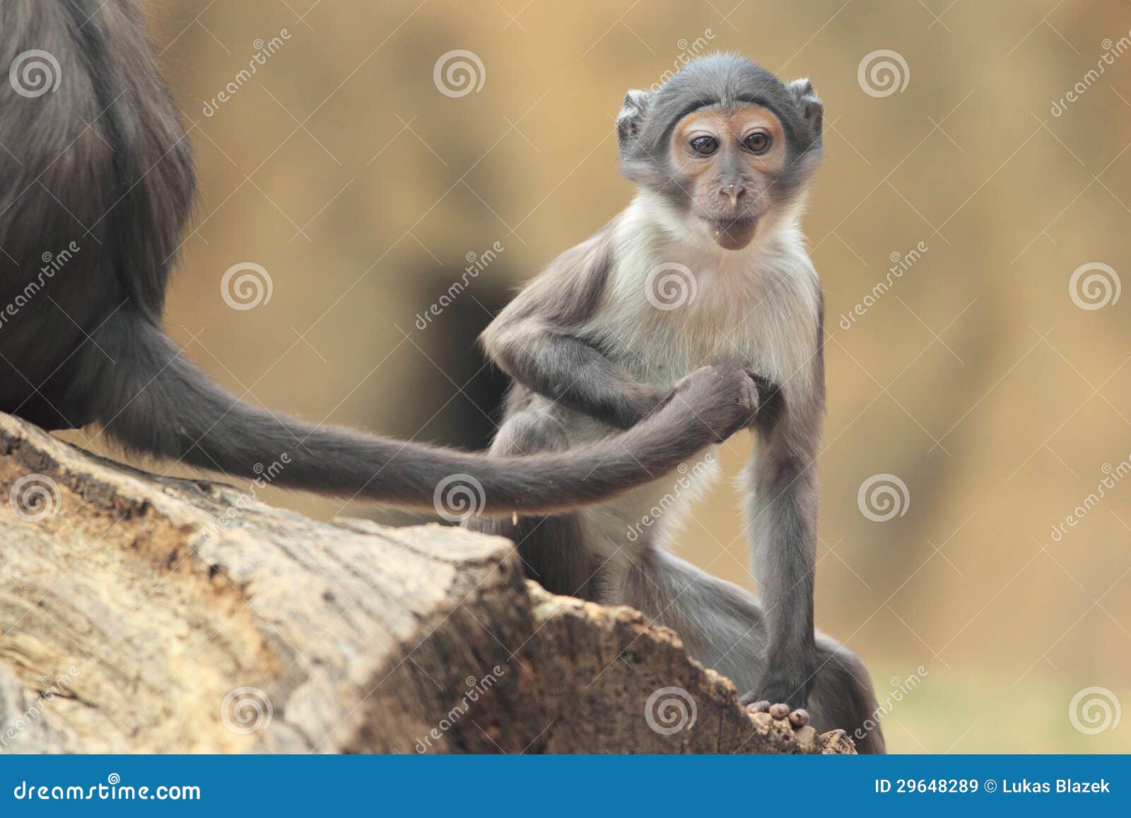 Southern talapoin stock image. Image of miopithecus, southern - 29648289