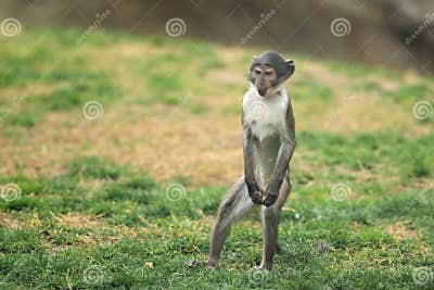 Southern talapoin stock image. Image of mammal, tting - 29648355