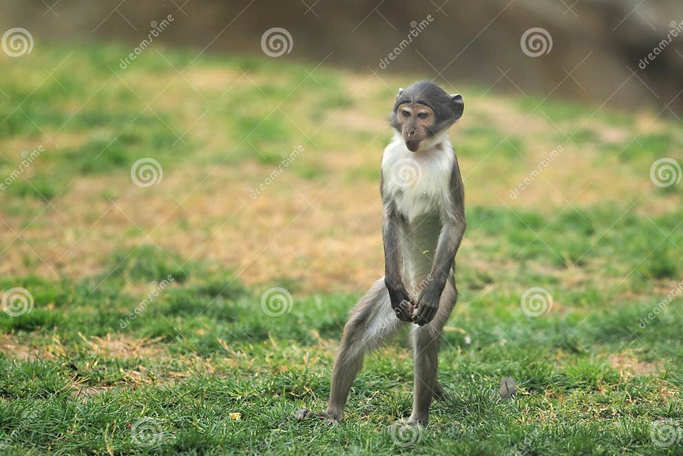 Southern talapoin stock image. Image of mammal, tting - 29648355