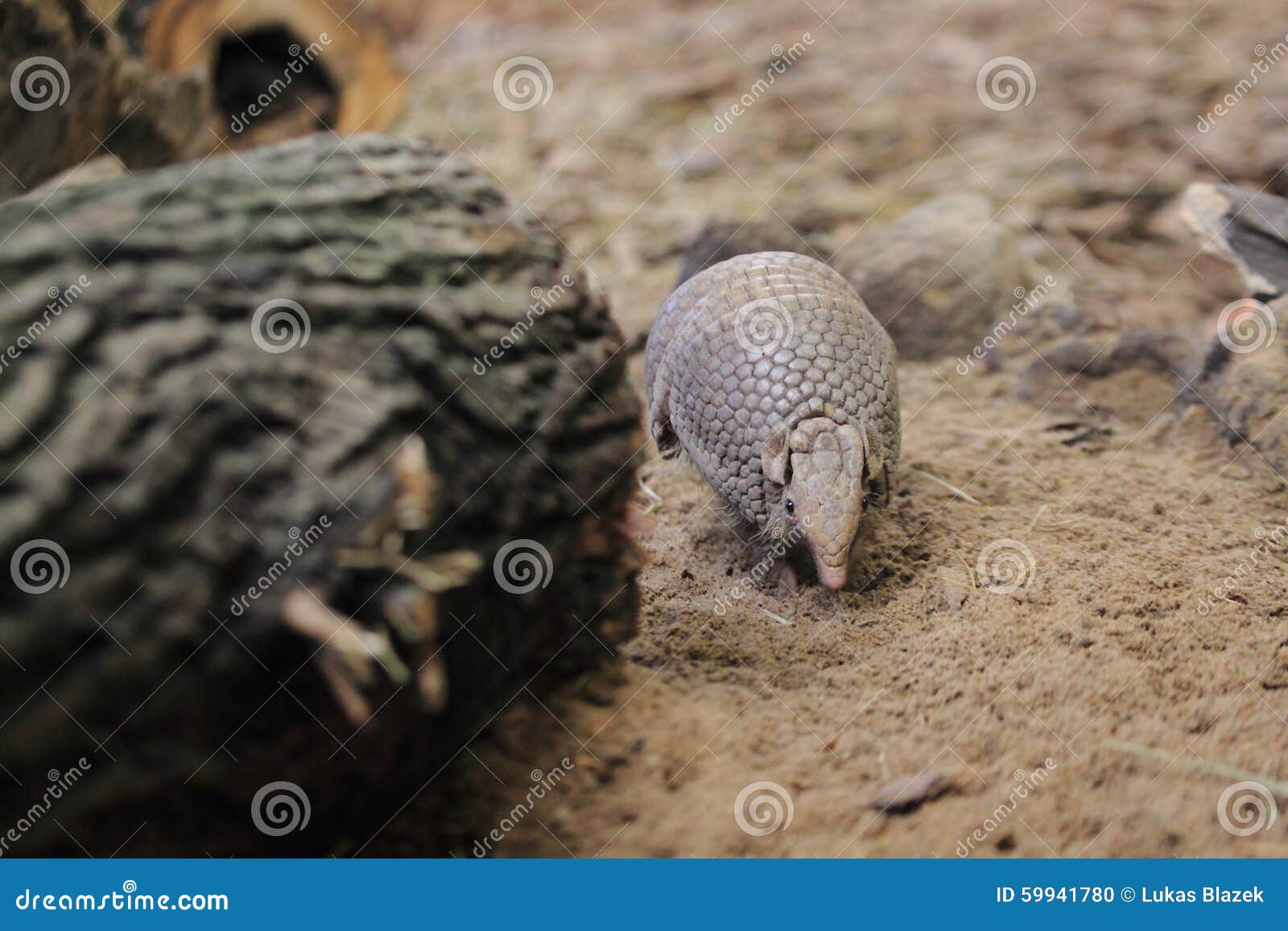 Southern Three-banded Armadillo Stock Photo - Image of tolypeutes ...