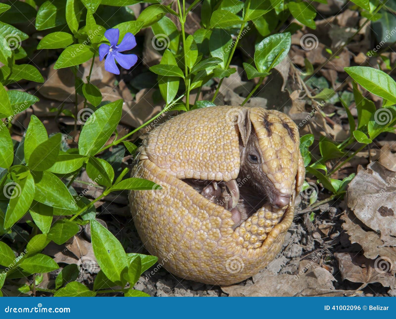 Banded Armadillo Sleeping