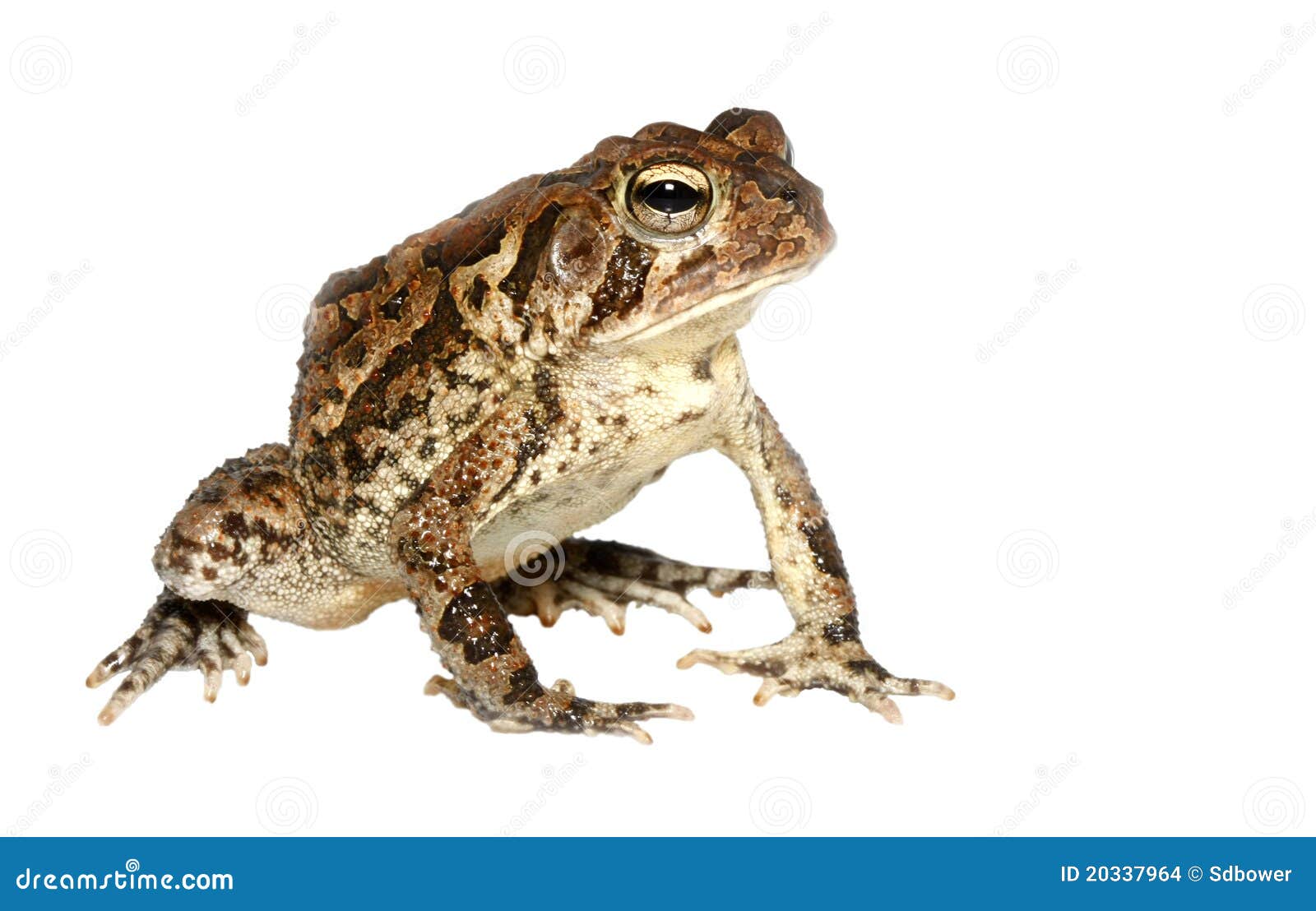 Southern Toad Closeup Isolated on White Stock Photo - Image of south ...